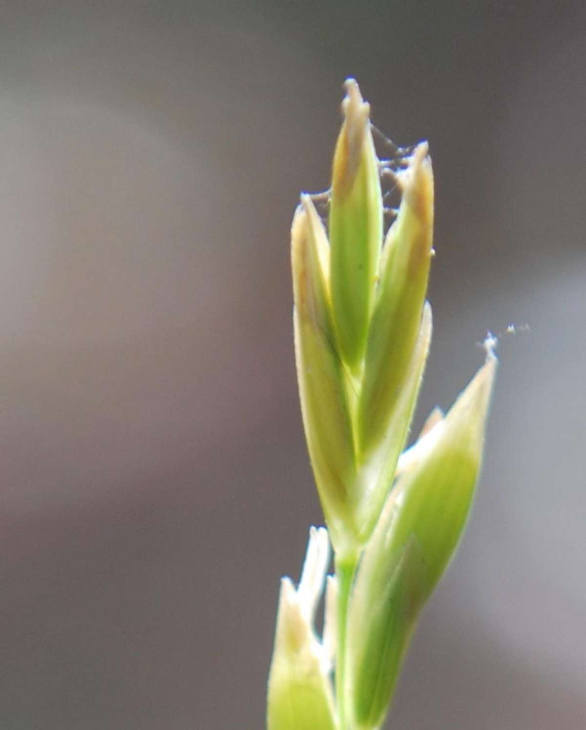 State of Texas Endangered Plants – Dallas Council of Garden Clubs (DCGC)