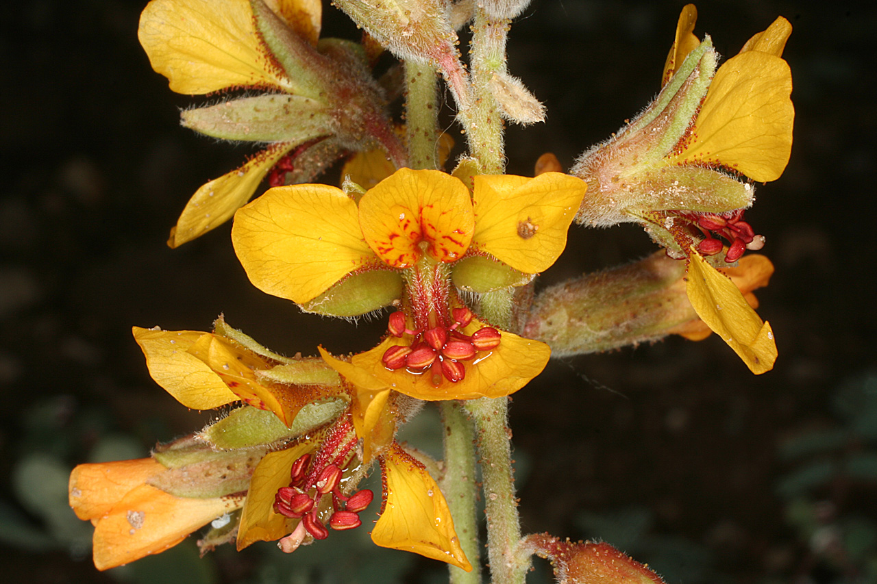 State of Texas Endangered Plants – Dallas Council of Garden Clubs (DCGC)