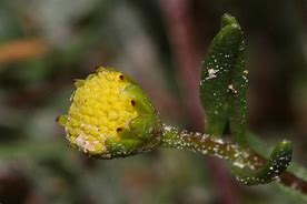 State of Texas Endangered Plants – Dallas Council of Garden Clubs (DCGC)