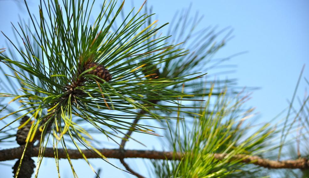 NGC Project – Penny Pines – Dallas Council of Garden Clubs (DCGC)